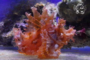 Rhinopias Frondosa Red – Aqua-Home