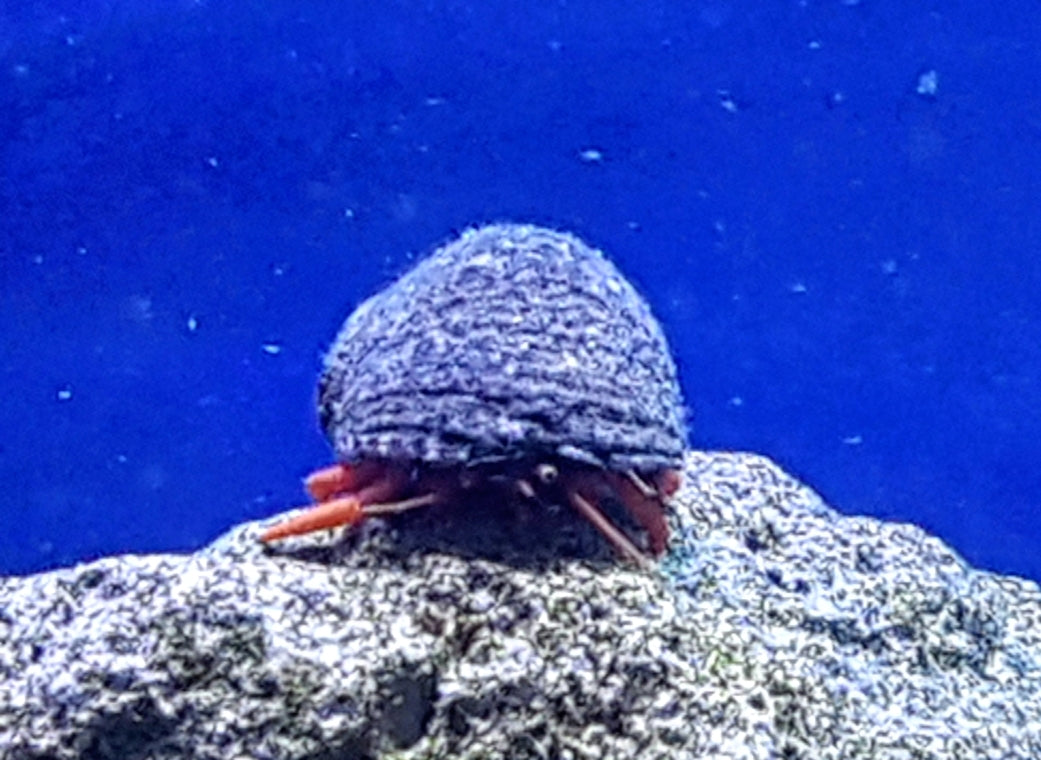 Bernard l'Hermite rouge / Calcinus Argus – Aqua-Home